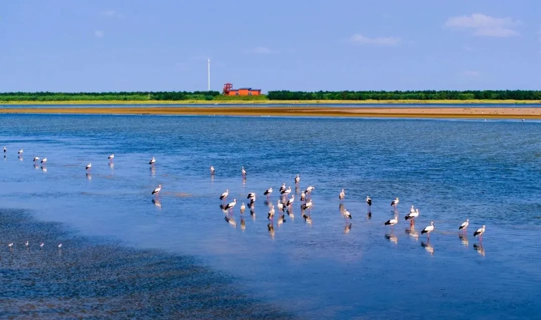 江苏盐城：黄海湿地生态美 候鸟蹁跹入画来-南京广播电视台